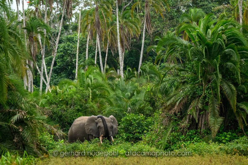 A forest elephant seems dwarfed in between giant trees of Odzala ...
