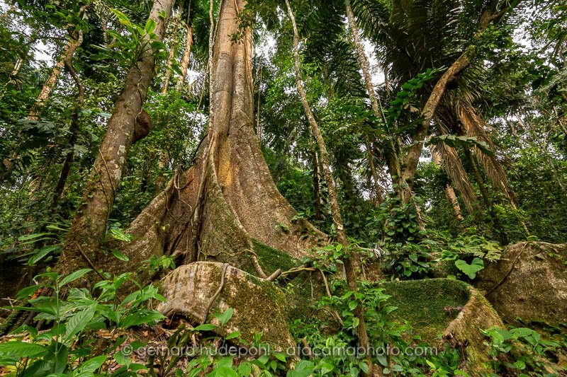 Giant fig tree at Tambopata rainforest, Peru - Image Z8C7184.jpg ...